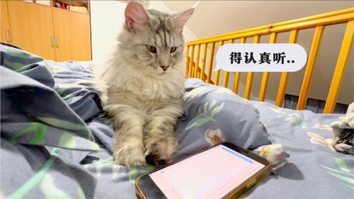 缅因猫都在学C语言,铲屎官暗示鸭梨山大!