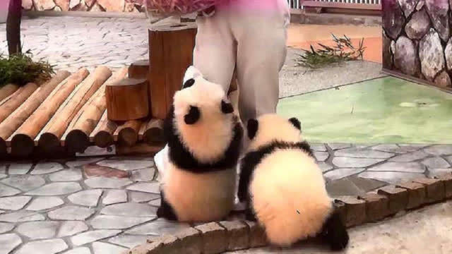 熊猫太嚣张,成了日本动物园中的小霸王,看到美女就求抱抱!