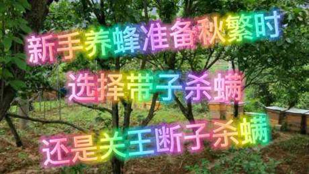 蜜蜂养殖技术,新手养蜂准备秋繁时,选择带子杀螨还是断子杀螨?