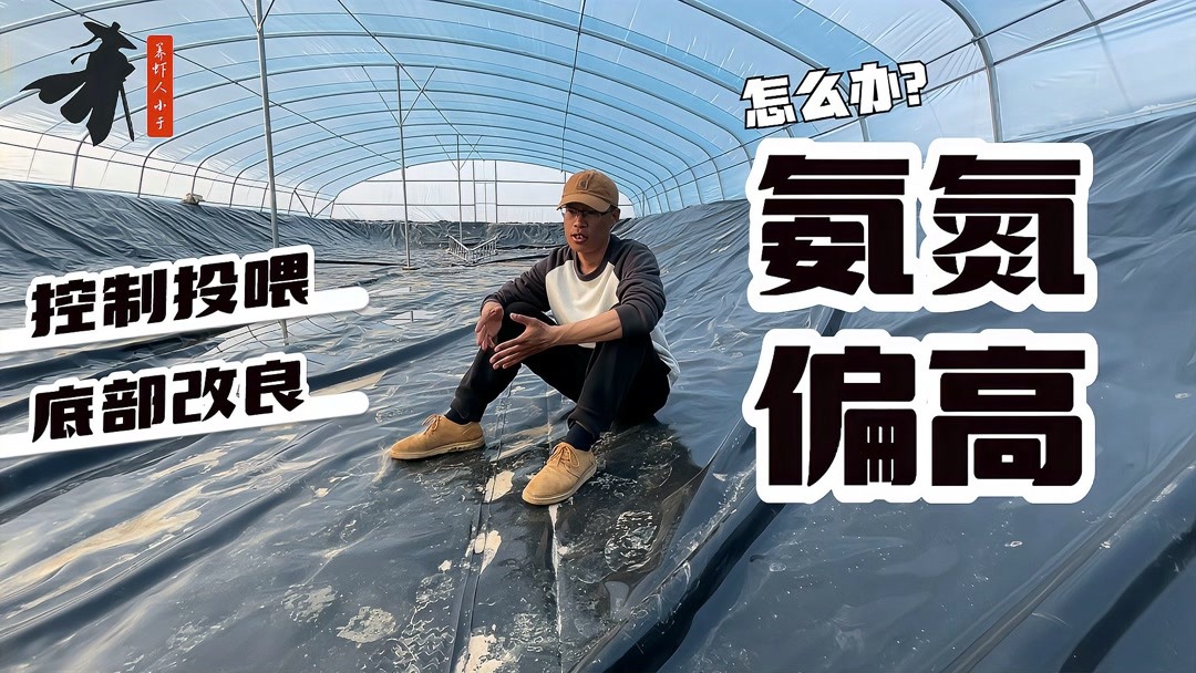 养虾前期出现氨氮偏高,水质如何调整?来听下养殖户的建议