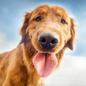 帆心摄宠物摄影 