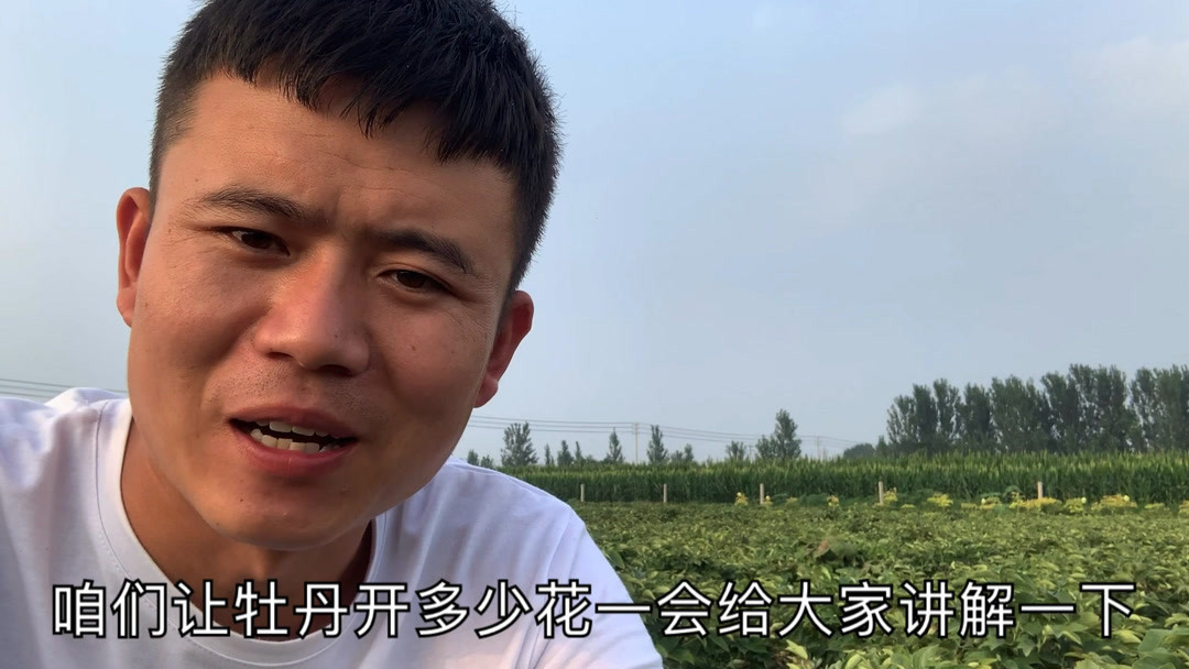 牡丹新栽苗枝条在多头一年只能让它开一朵花不然后果很严重