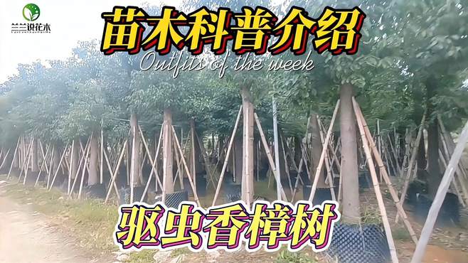 花木科普之香樟树