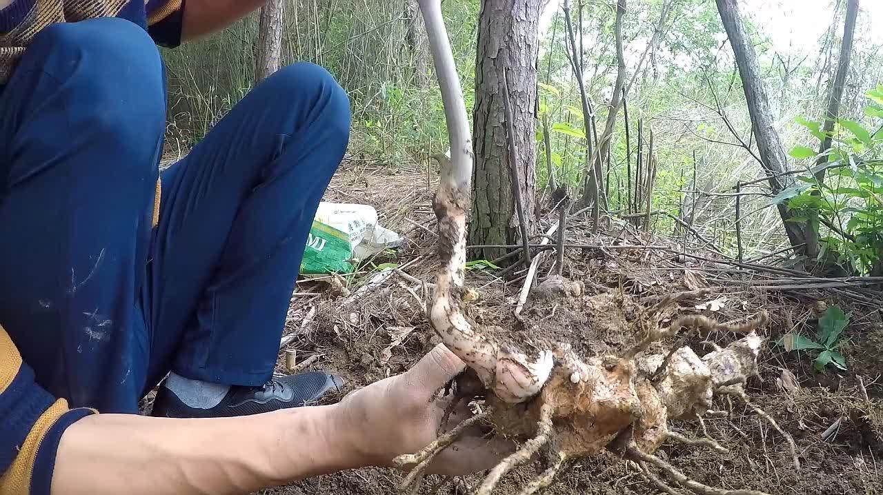 深山挖到一株金刚刺,根刺多形状奇特,可做盆景也是好药材