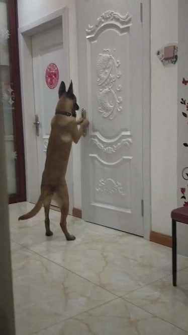 现在的狗狗一个个都成精了,学会用马桶上厕所了,还会冲水