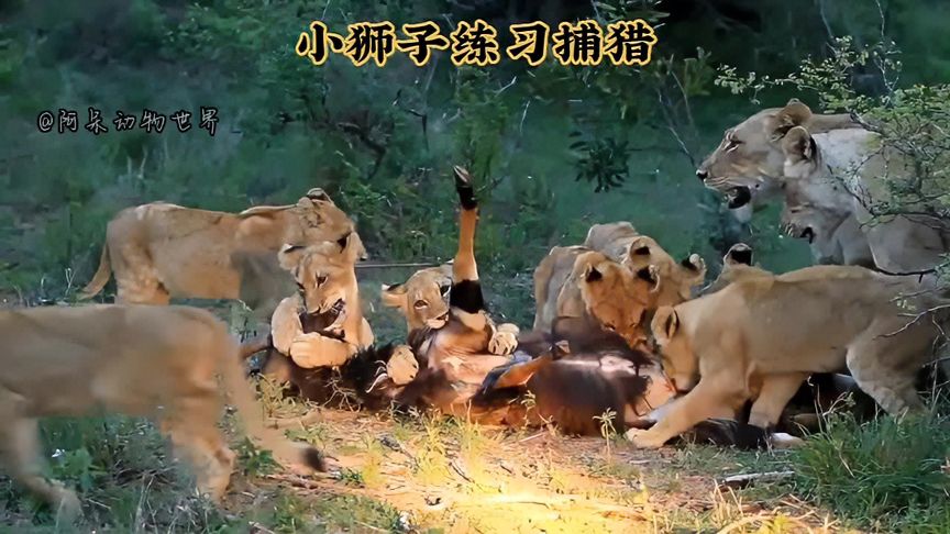 小狮子们在练习捕猎技巧#动物世界 #野生动物零距离 #精彩片段