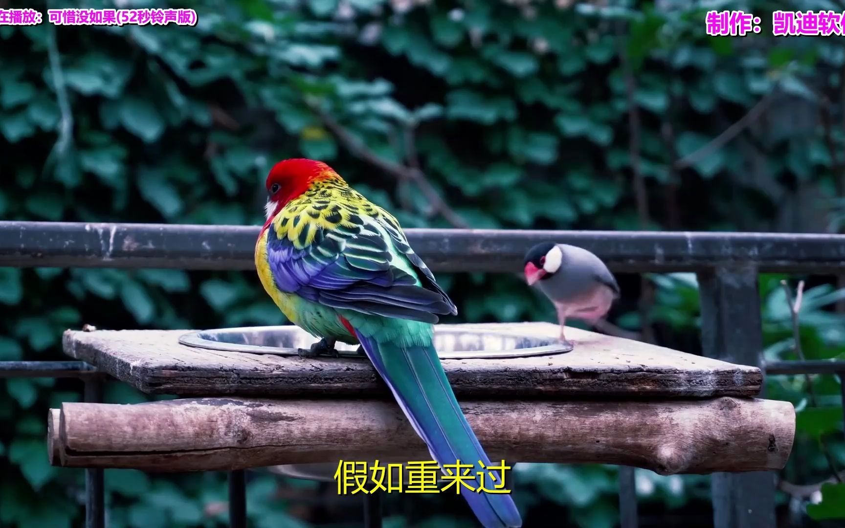 《可惜没如果(52秒铃声版)》欣赏,全民k歌怎样制作mv视频