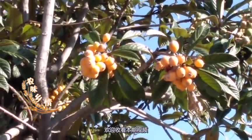 农村常见的枇杷树,它的花,被叫做“白枇杷花”,可以泡茶