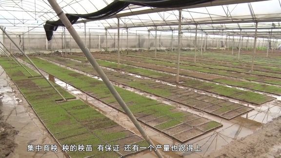 湘阴渡街道:机械化播种提速水稻育秧,带动农户增收