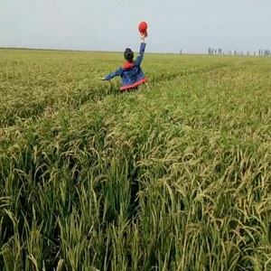 苹果鱼麻麻 