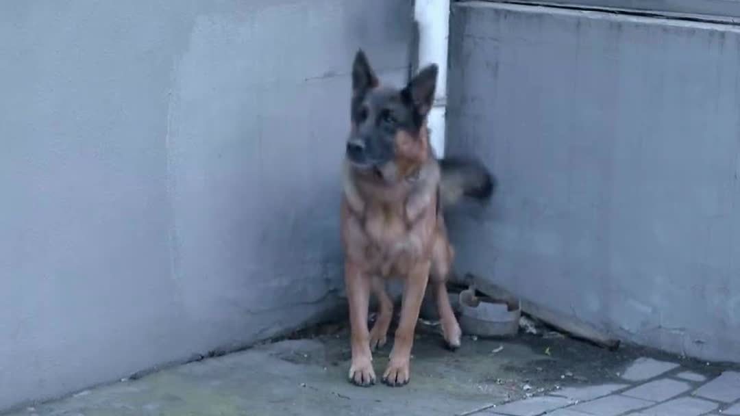 缉毒警察抓毒枭牺牲,警犬主人去世当即发疯咬人,让人心酸