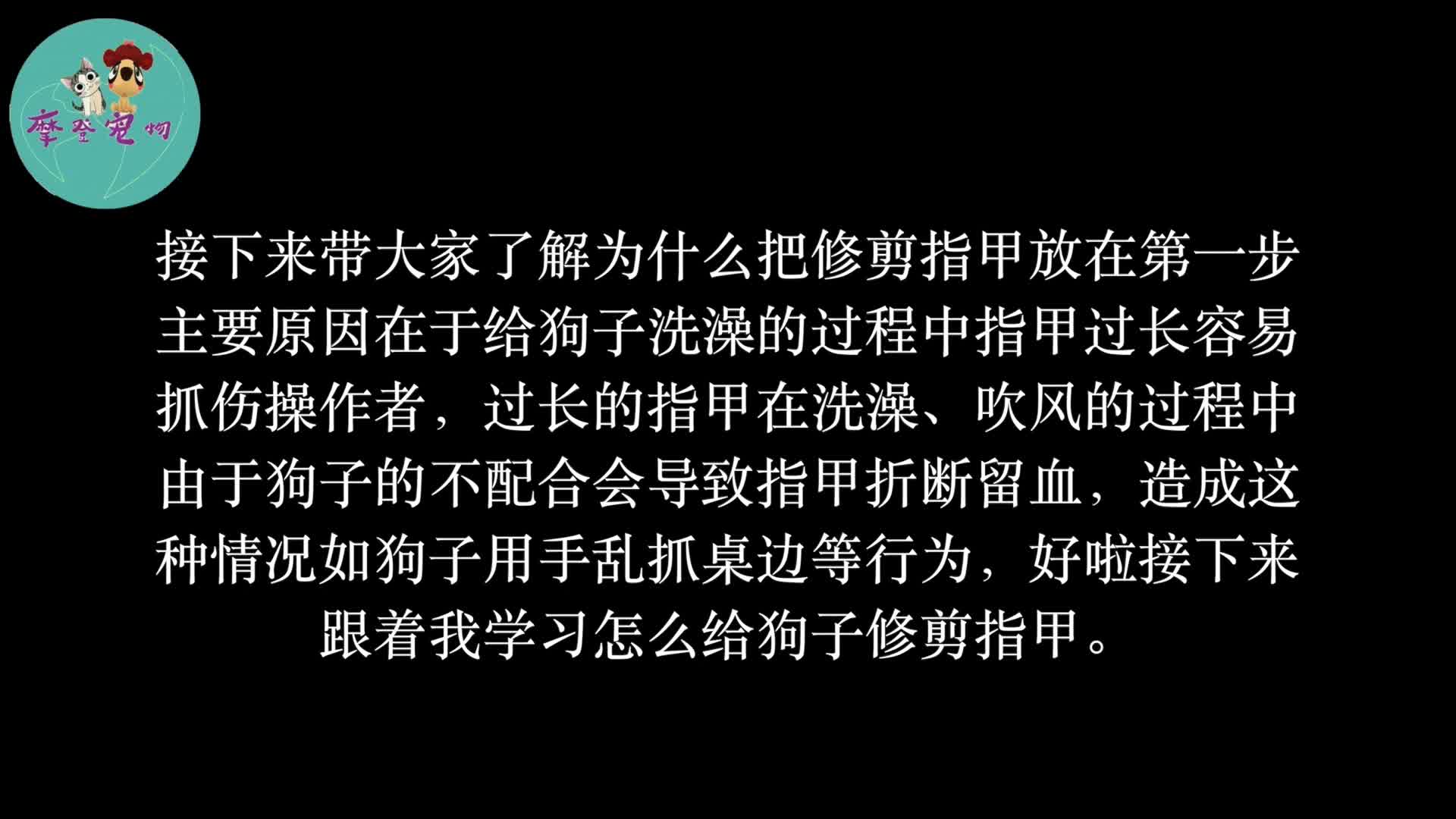 爱剪辑-宠物犬洗澡全套视频教程 摩登宠物犬洗澡全套视频教程