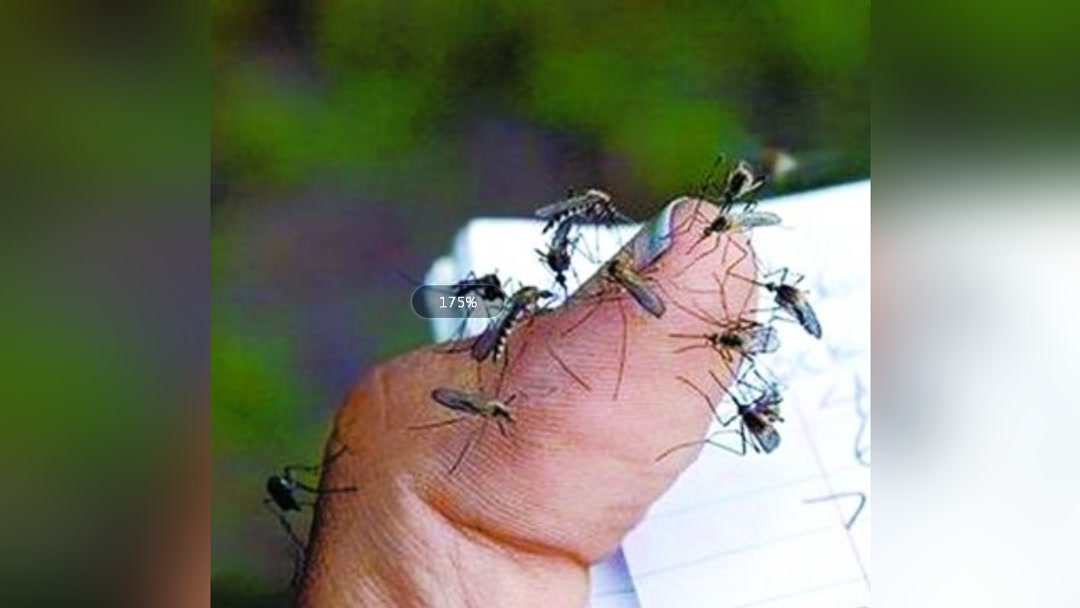 最大蚊子工厂,用羊血和糖水培育蚊子,每周释放300万只