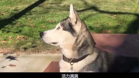 二哈看到松鼠就疯掉了,刨坑推大树,松鼠-快来看这有只傻狗!