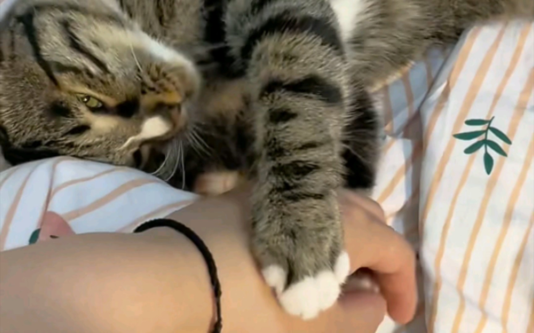 这么会粘人撒娇的小狸花猫是怎么肥事?