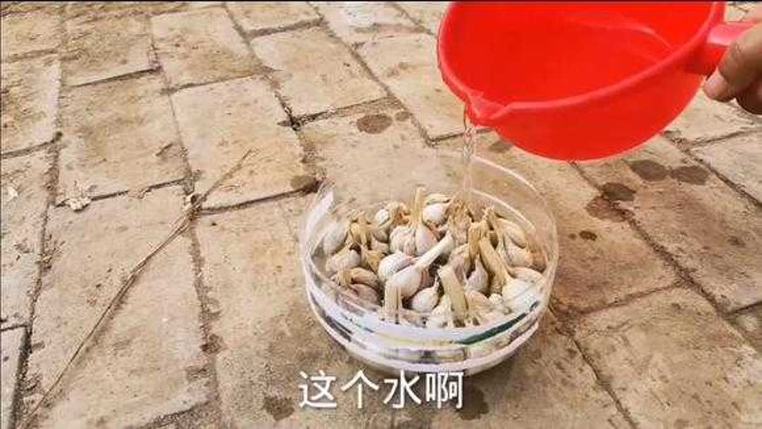 空油桶不要扔,不用土不用肥2分钟教你种蒜苗,家人都夸我聪明