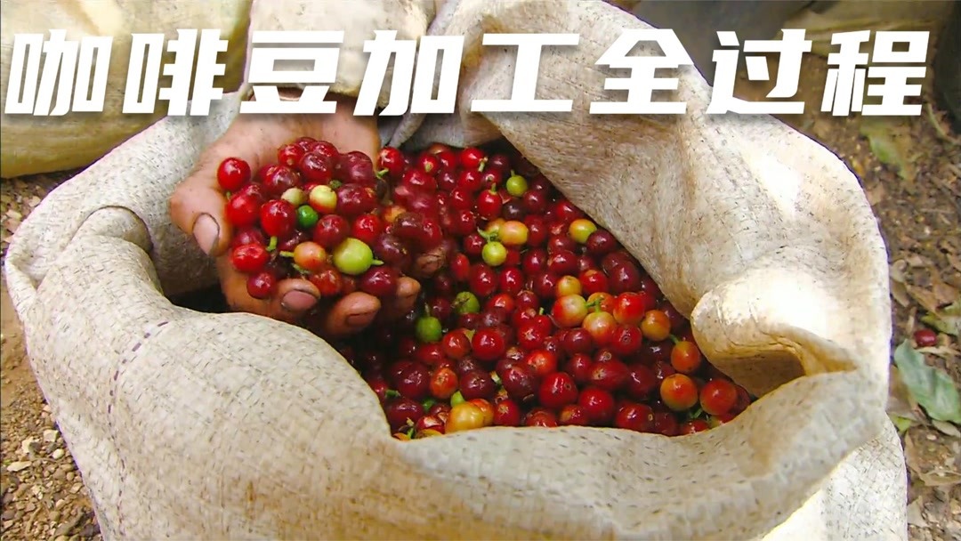 探访咖啡豆加工厂,带你了解咖啡豆加工的全过程