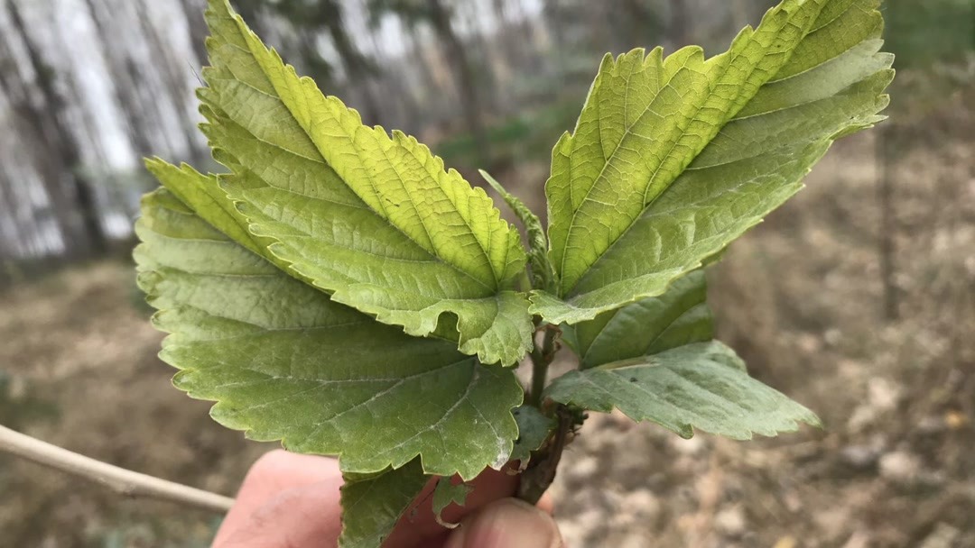   桑叶煮水洗脸的好处你知道吗?这1种人群很适合?我也是刚知道!