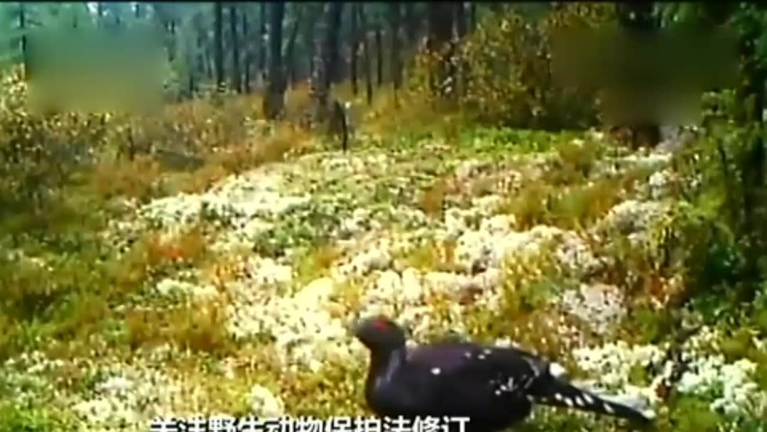 关注野生动物保护法修订