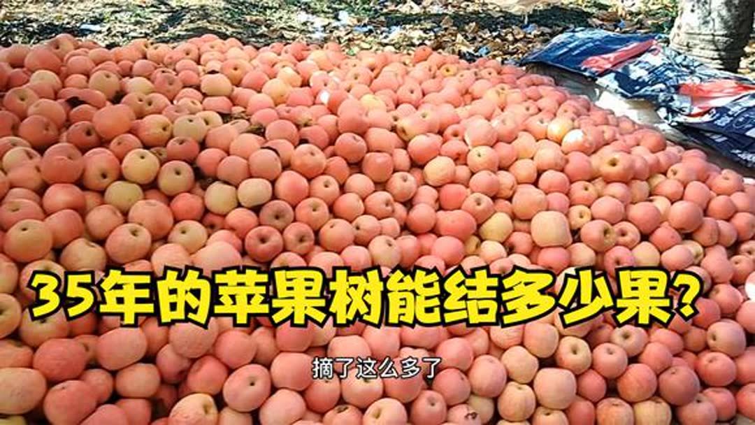 35年苹果树能结多少果?单单一棵树结的果子,就够吃一年了!