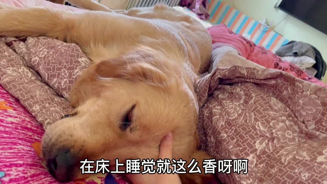 两个多月的小狗狗都学会生气了,生气的样子好可爱