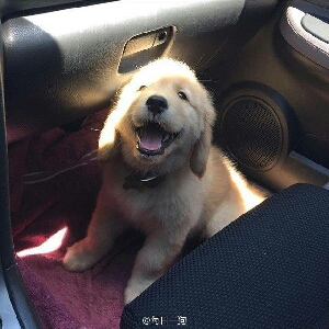 种草童子君 
