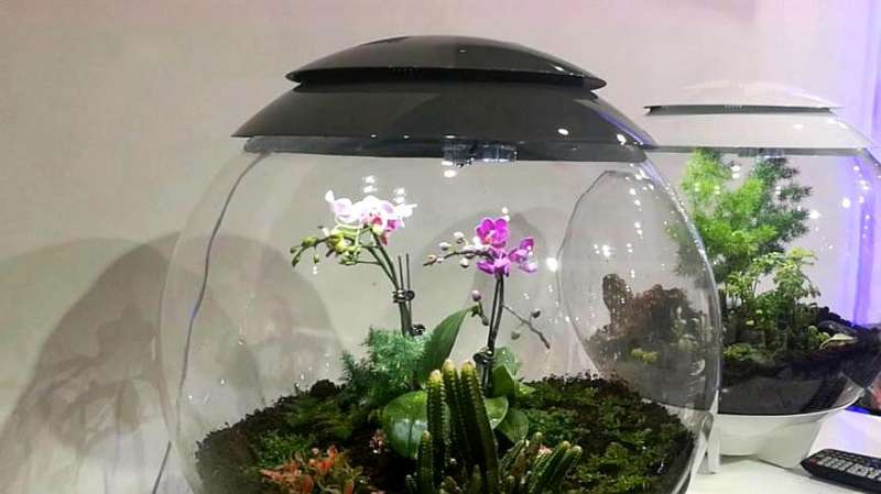 这是新型雨林缸吗?就是个圆球,用它当鱼缸怎么样?