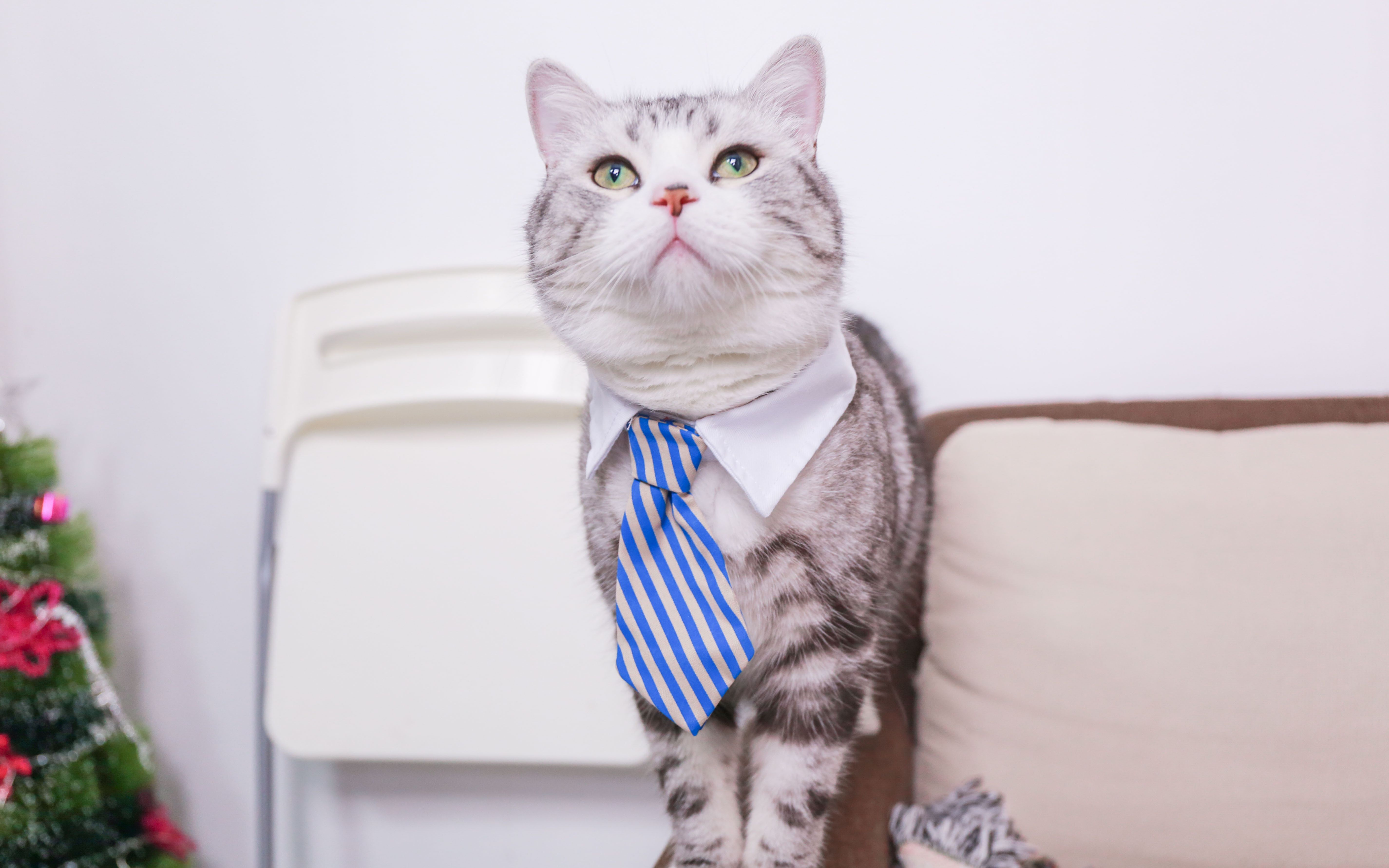 猫咪化身新闻主播,一本正经播报春节宠物托运寄养指南!皮蛋:啥时候发...