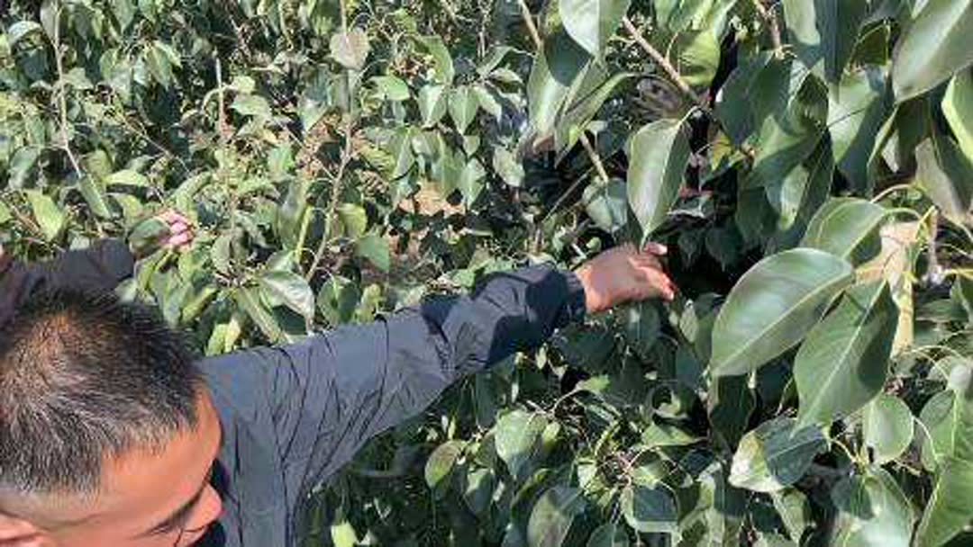 梨树管理核心问题,掌握关键点,综合管理能高产,越管越简单