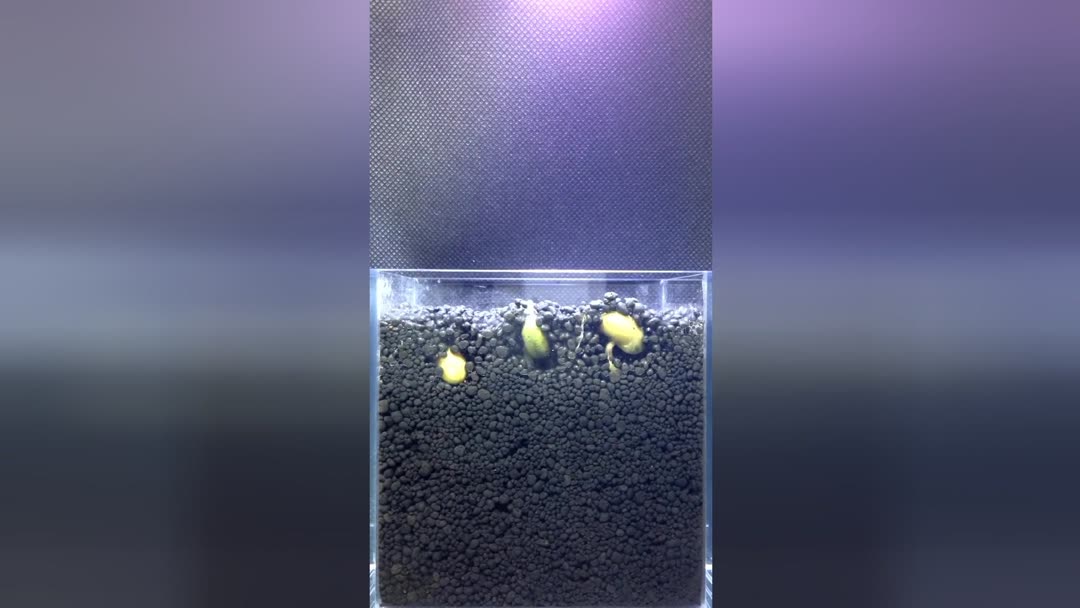 33秒看完黄豆发芽过程