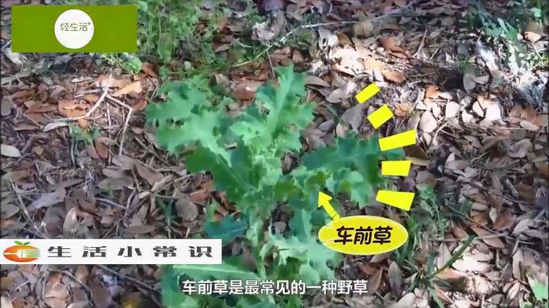 车前草泡水喝有什么功效?哪些人不能喝