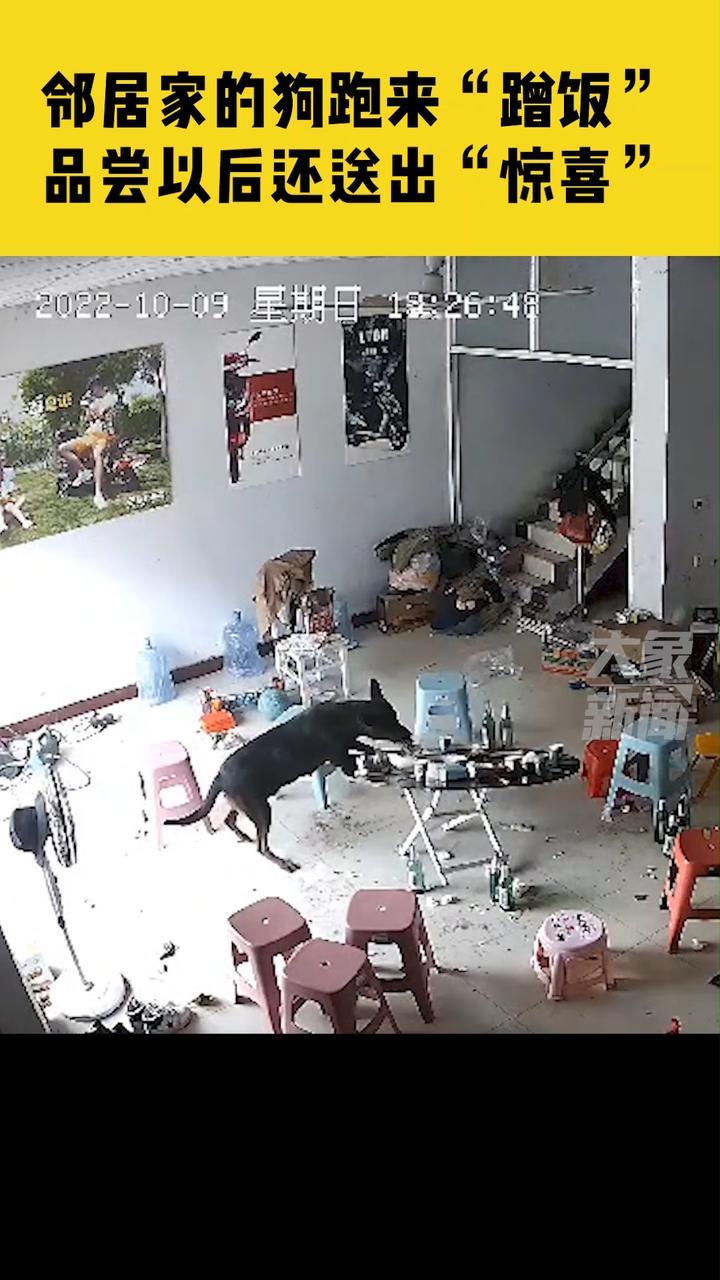 10月9日,安徽蚌埠。邻居家的狗跑来“蹭饭”,品尝以后还送出“惊喜”