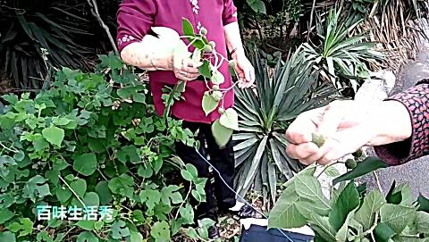 构树上面的青果子, 听大妈讲还能这么用, 我也是第一次听说