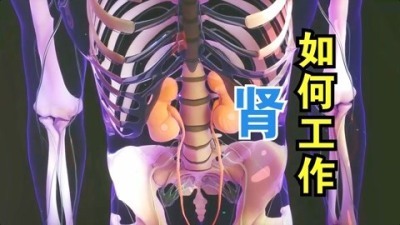 尿液是如何产生的?我们的肾日常是如何工作的呢?
