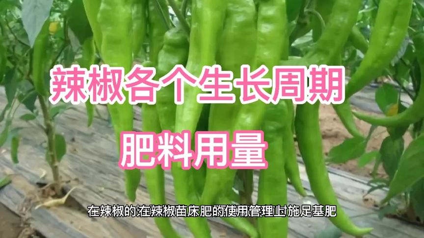 辣椒各个生长周期的肥料用量。