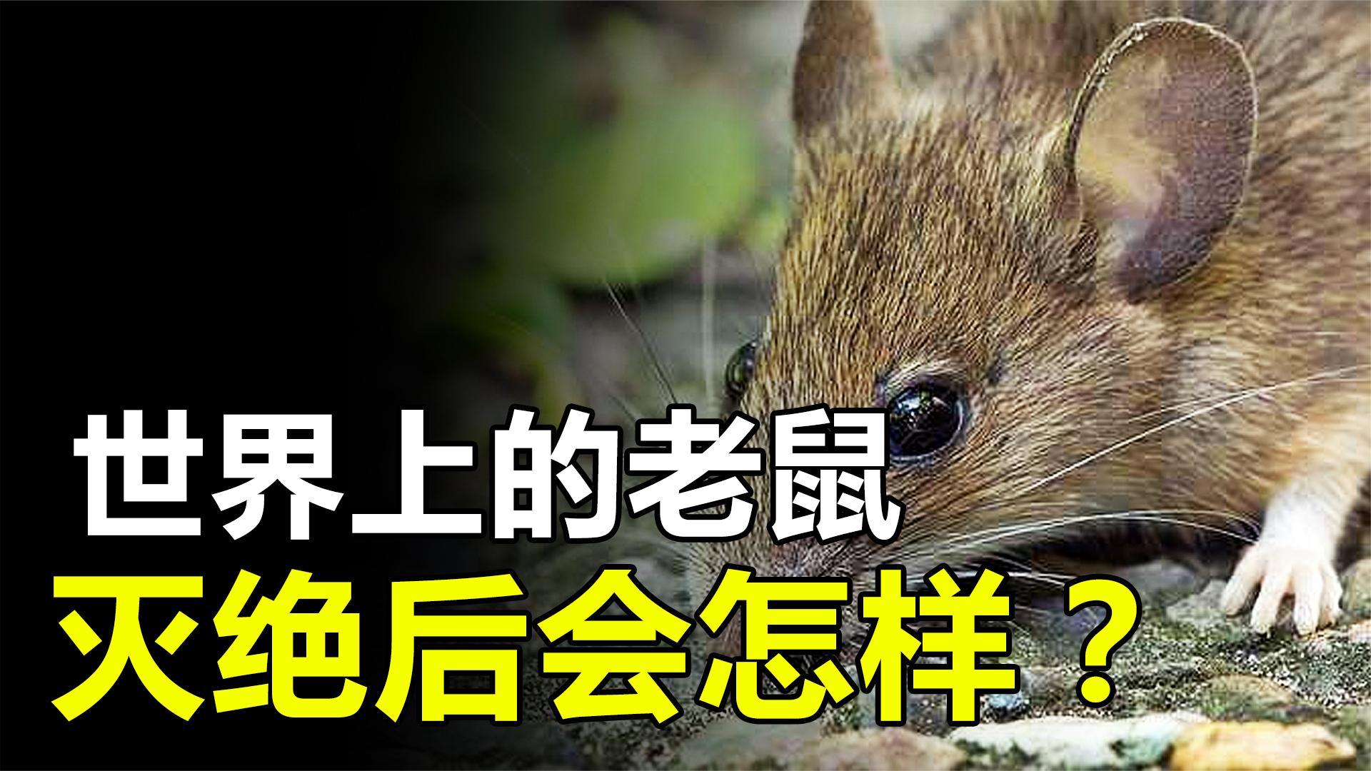 如果地球上的老鼠全部灭绝后,会发生什么?究竟是好事还是坏事?