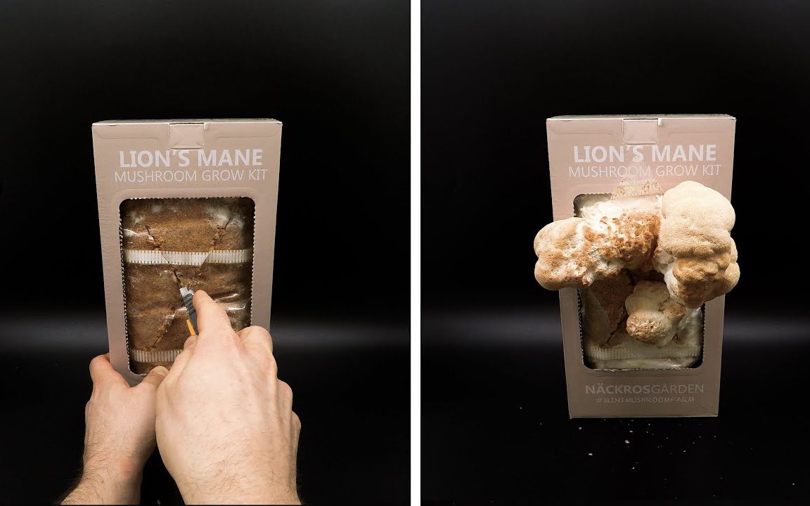 猴头菇生长过程延时摄影