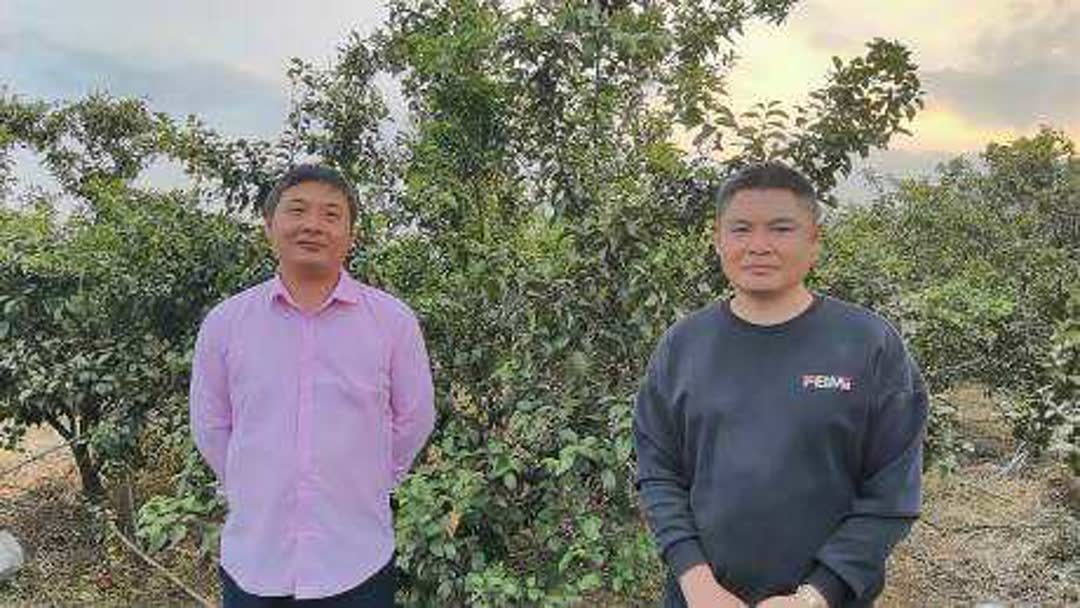 「柑橘案例」目标亩产1.5万斤 微新生物潘氏修剪法改造砂糖桔老树