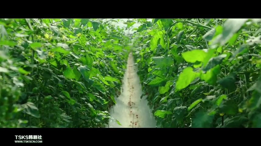 来自夏日的唯美#小森林#