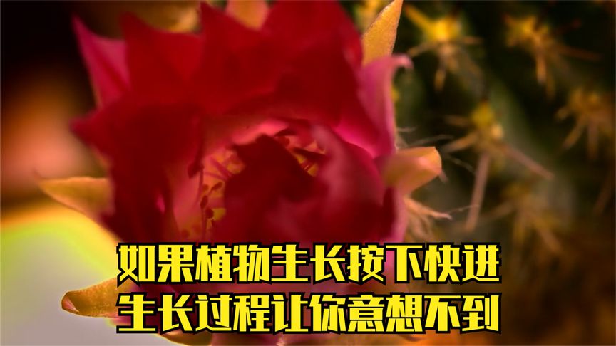 植物生长过程如果快进,真的太有趣了!