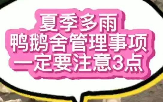 夏季多雨时节鸭鹅场如何管理?夏季多雨季节畜禽养殖如何应对多雨...