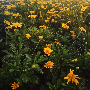 每天开心嘻嘻笑 