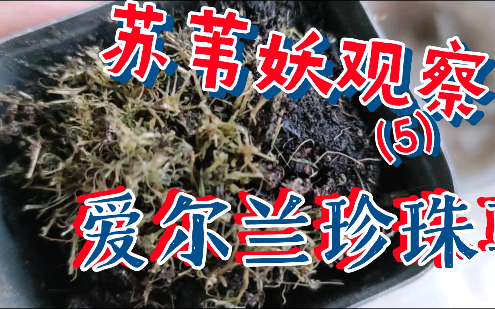 【苏苇妖观察】爱尔兰珍珠草到家第五天|金海岸基本宣布挂了2022.06....