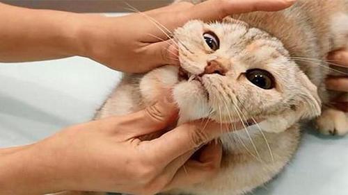 主人带胖橘去打针,用按摩器转移猫咪的留意力,接下来忍住别笑!
