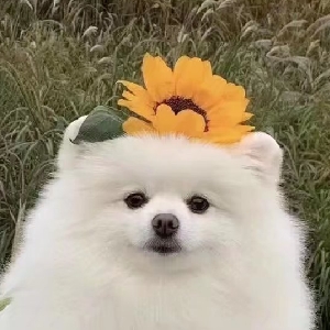 蔗糖是糖_ 