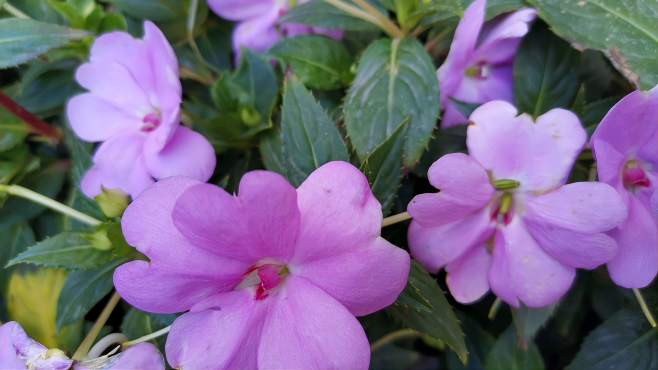 养护凤仙花用途多多,价值高!