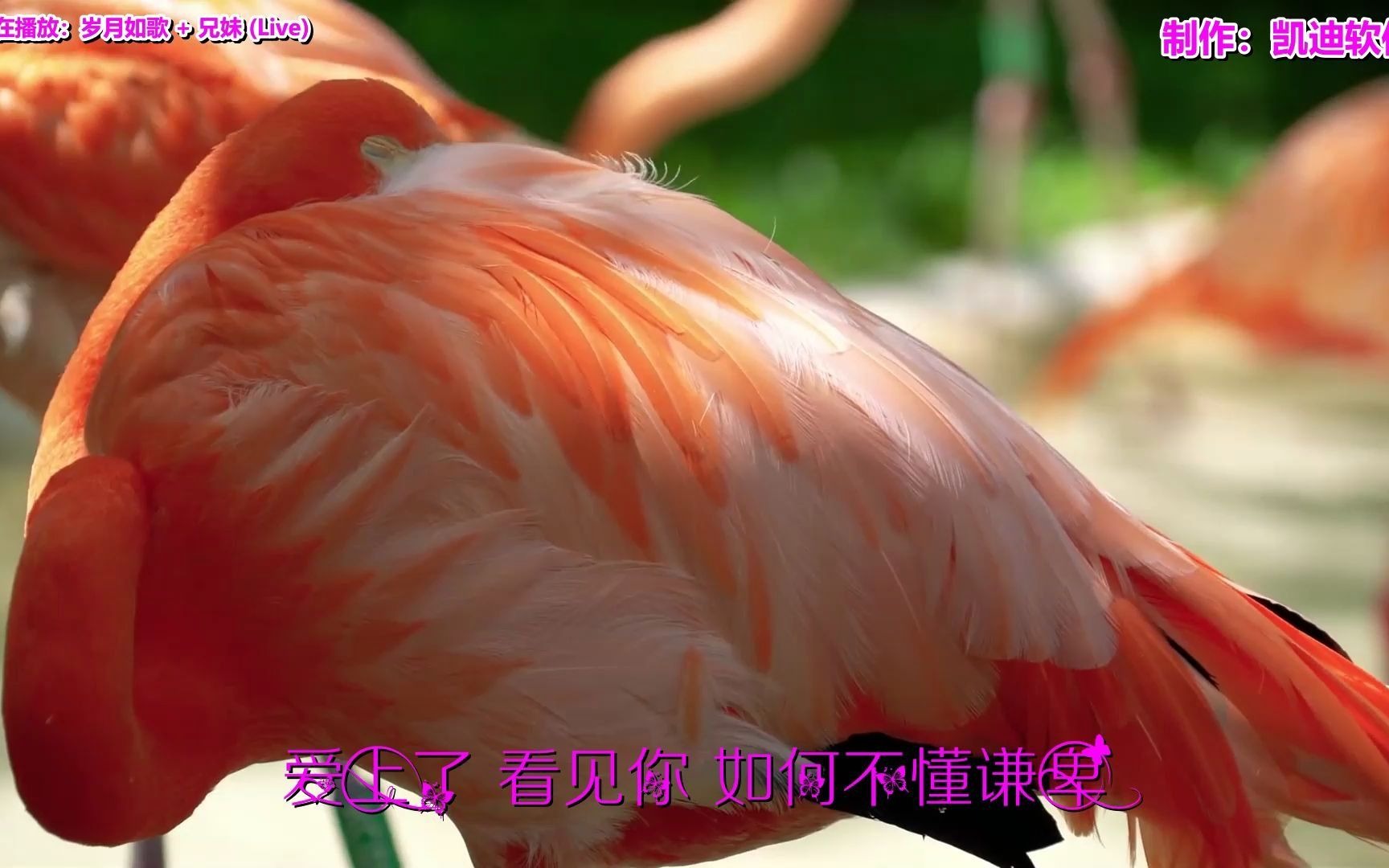 《岁月如歌 + 兄妹 (Live)》欣赏,rpg制作大师mv游戏如何修改存档