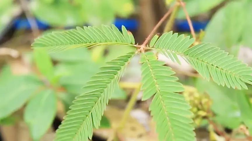 农村这种草,别人见到就会拔,殊不知是名贵"珍珠草",拔掉太可惜