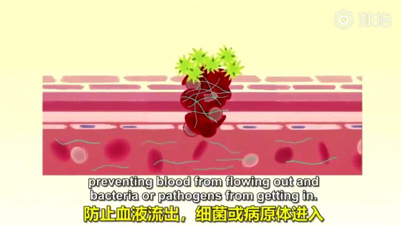 【趣味科普视频:伤口是怎么愈合的?】生活中免不了有些磕磕碰碰,造成...