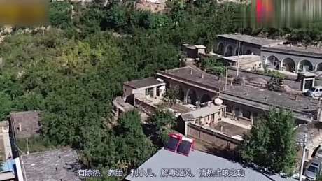 五皮风的功效与作用有哪些?